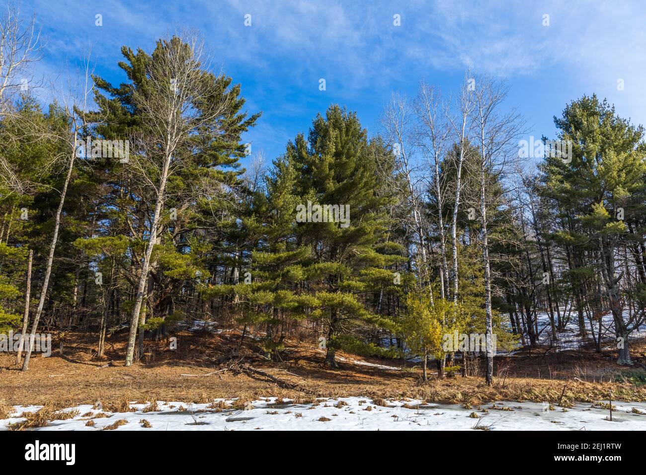 Signs of spring as only patches of snow remain at the edge of a forest ...