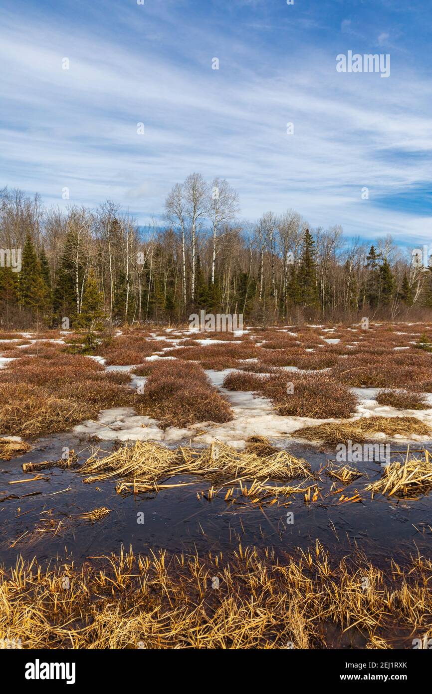 Tree changing from winter to spring hi-res stock photography and images ...