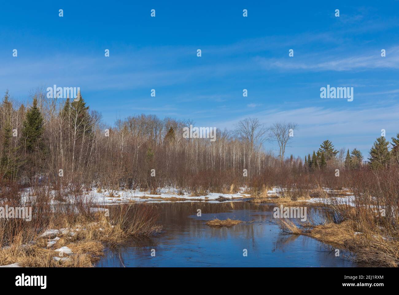 Tree changing from winter to spring hi-res stock photography and images ...