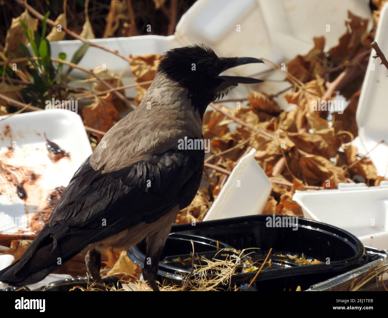 Scavenger crow hi-res stock photography and images - Alamy