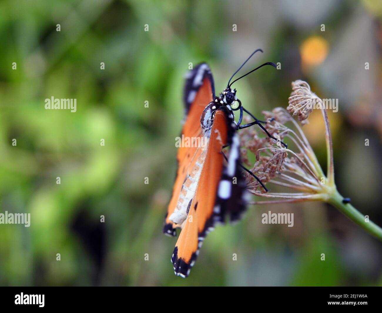 a close up view of a butterfly, Danaus chrysippus butterfly also known ...