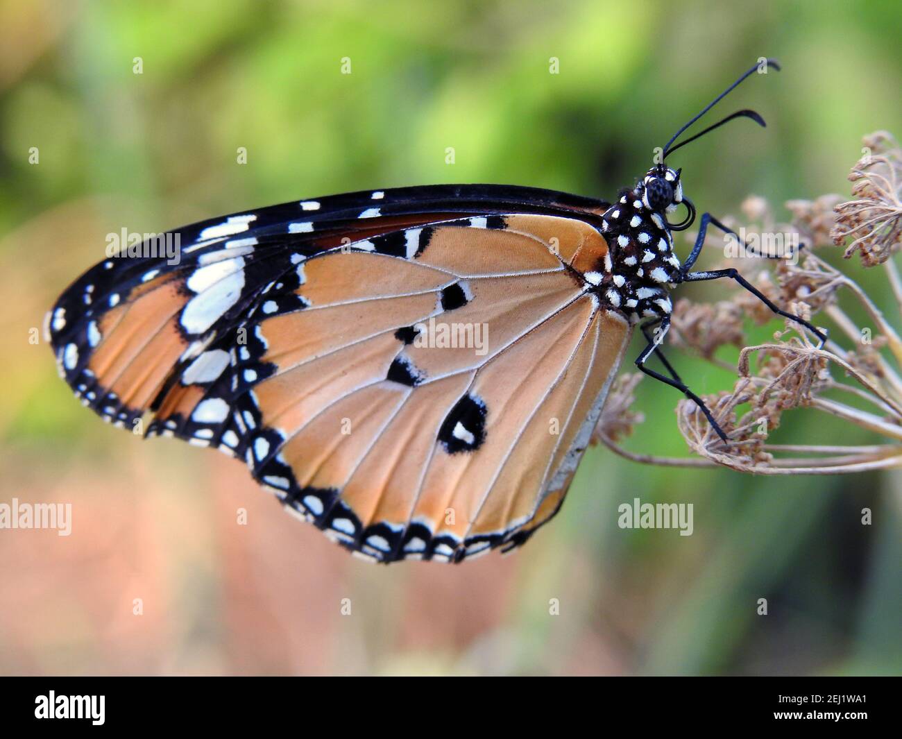 a close up view of a butterfly, Danaus chrysippus butterfly also known ...