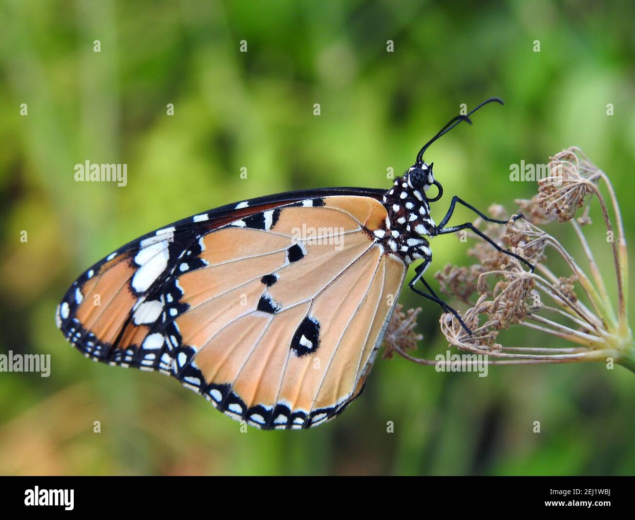 a close up view of a butterfly, Danaus chrysippus butterfly also known ...
