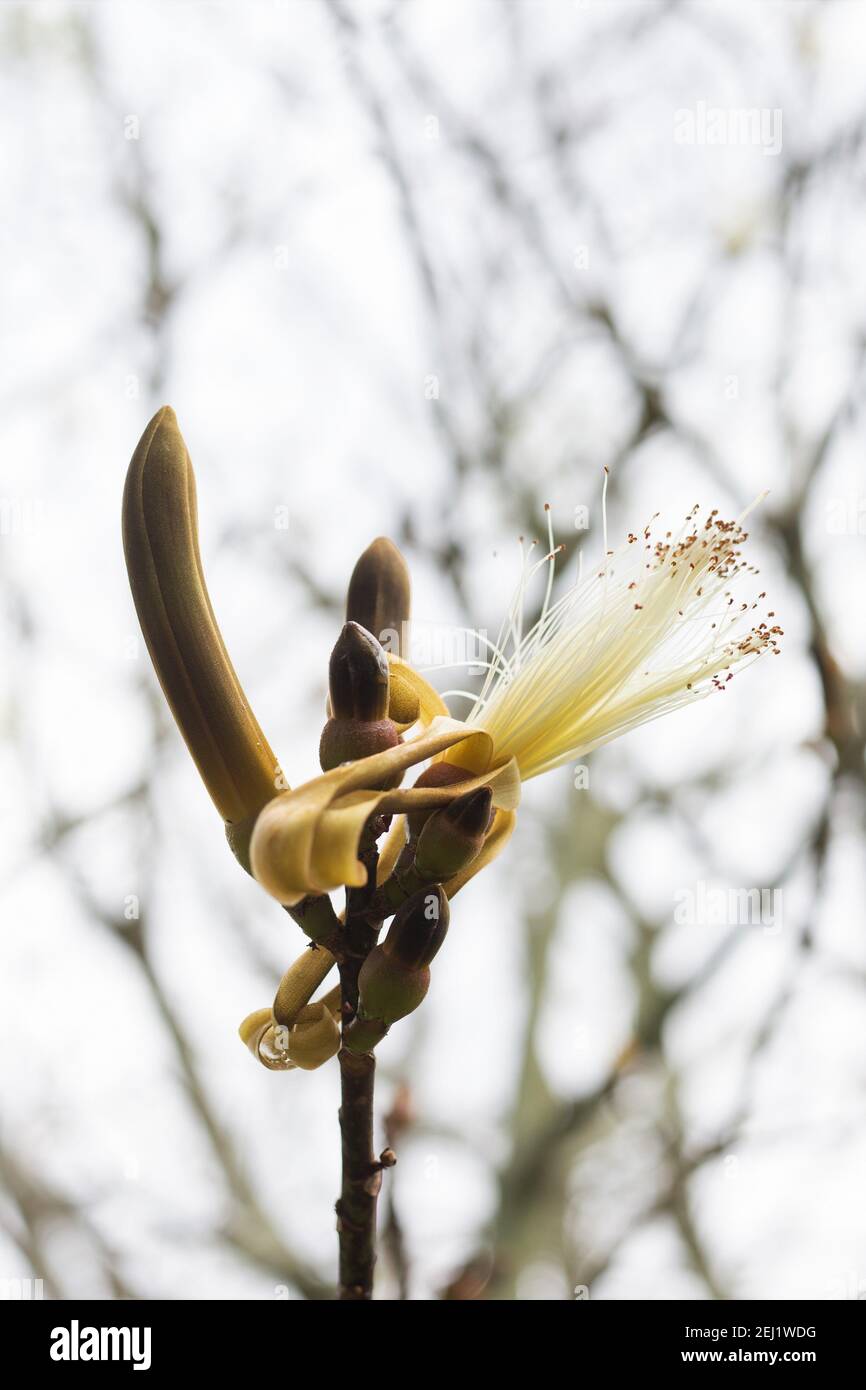 Pseudobombax ellipticum 'album' - shaving brush tree Stock Photo - Alamy