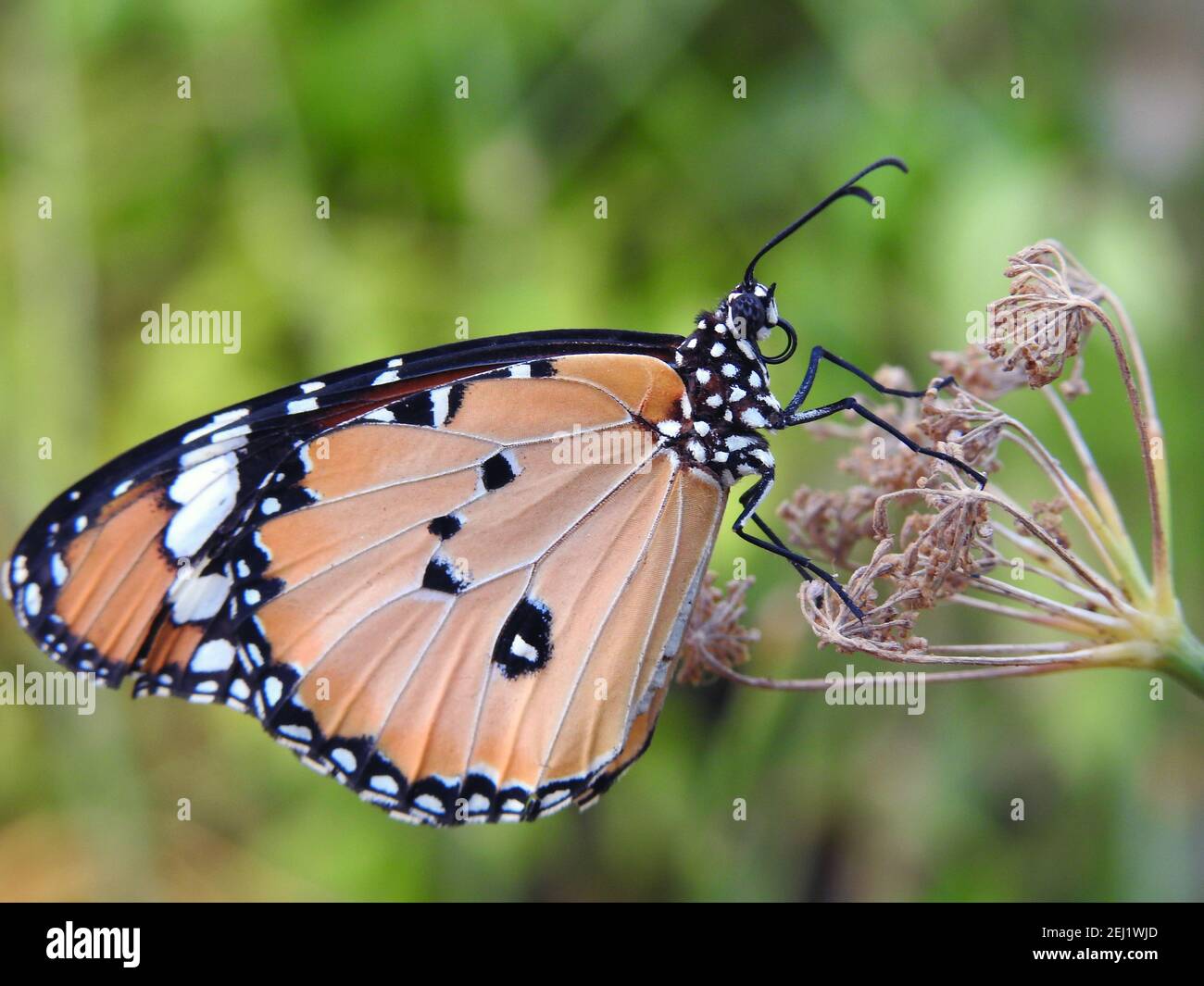 a close up view of a butterfly, Danaus chrysippus butterfly also known ...