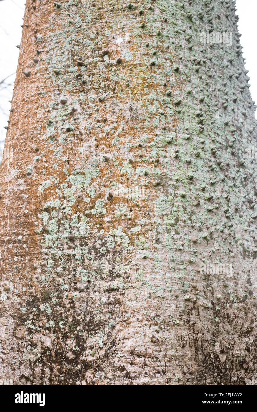 Bombax ceiba - red silk cotton tree Stock Photo - Alamy