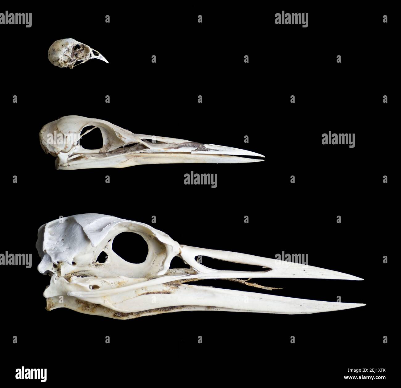 Skull of northern cardinal (Cardinalis cardinalis) compared with skulls ...