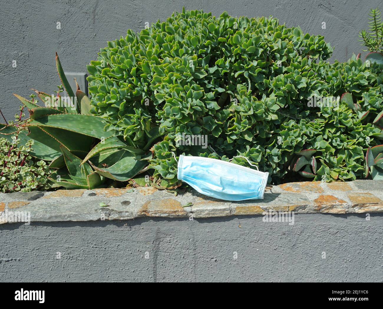 Disposable Face Mask Litter Stock Photo - Alamy