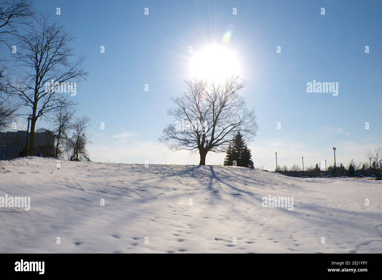 The lone maple tree on a winter field with lens flare Stock Photo - Alamy