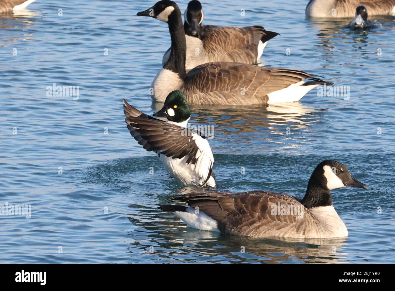 Large golden coloured eye hi-res stock photography and images - Alamy