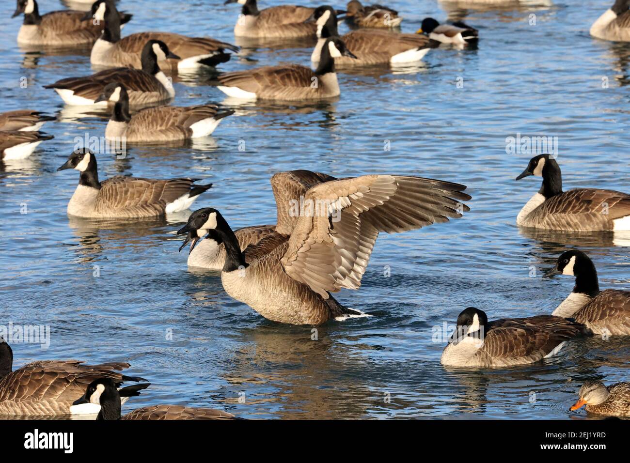Flock Of Canadian Geese