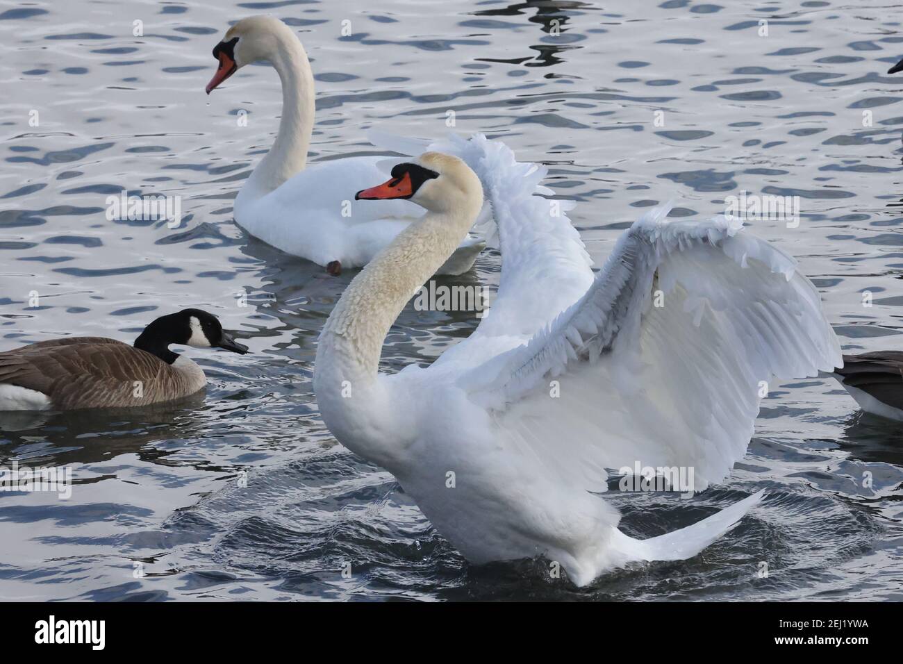 Trumpeter and tundra species hi-res stock photography and images - Alamy