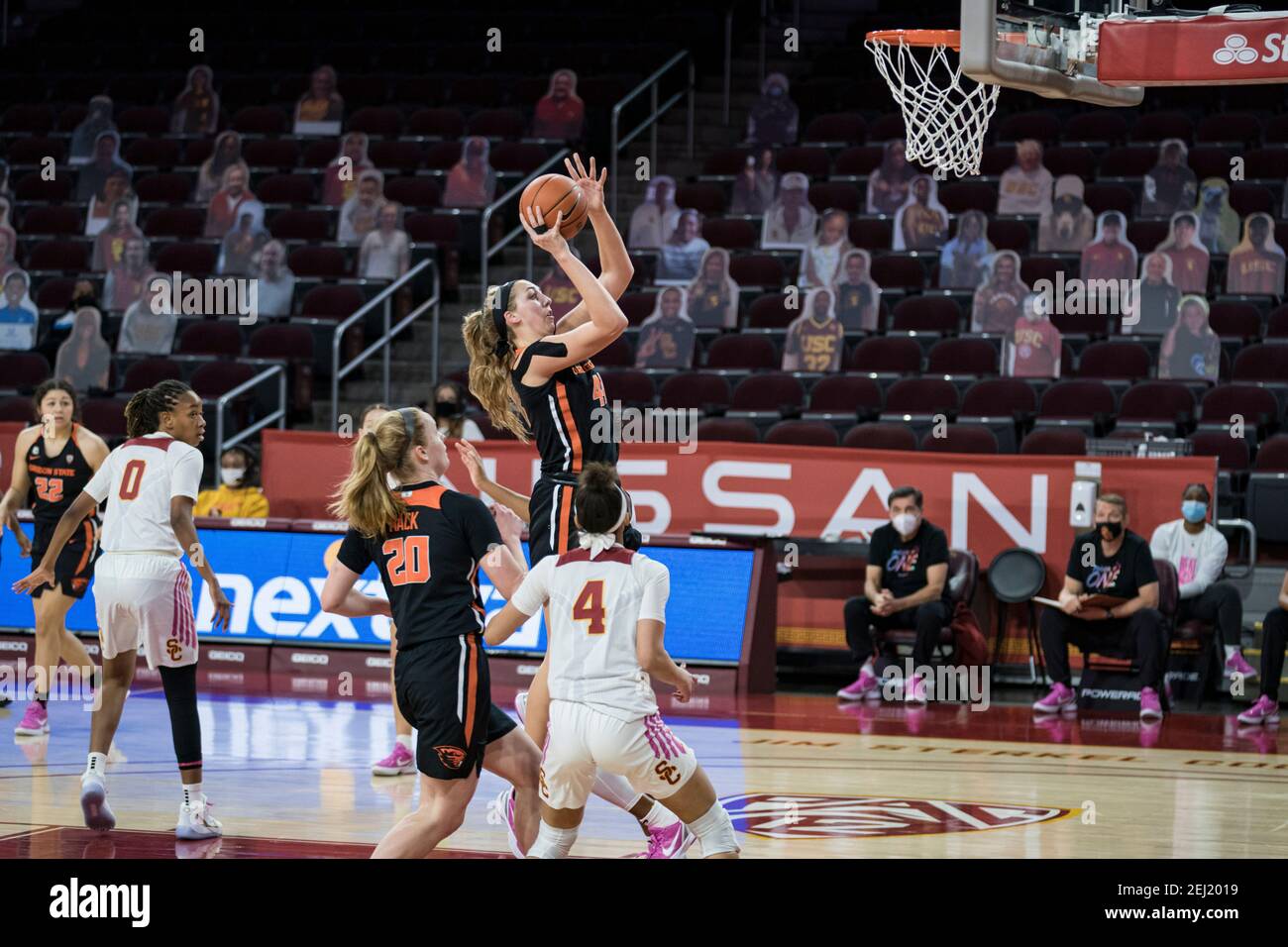 Beavers hi-res stock photography and images - Alamy