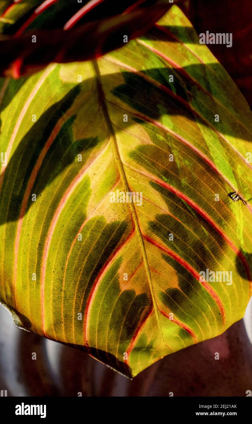 Leaf point hi-res stock photography and images - Alamy