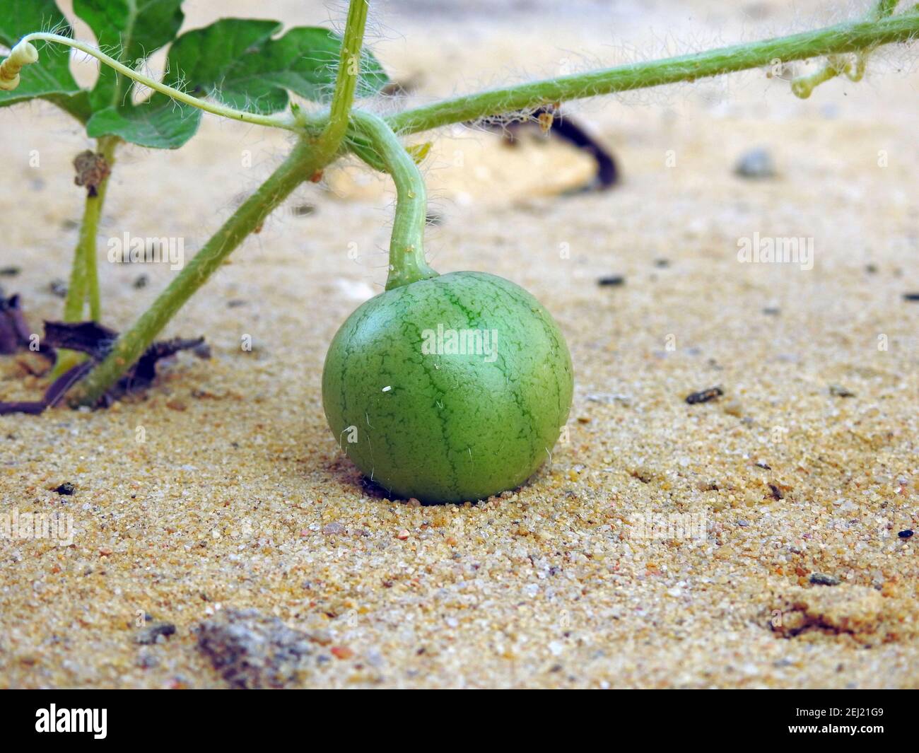 Citrullus lanatus, a growing watermelon fruit in a sandy soil Stock ...