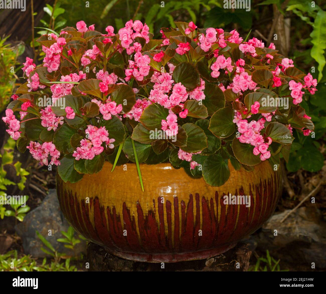 Begonias australia hi-res stock photography and images - Alamy