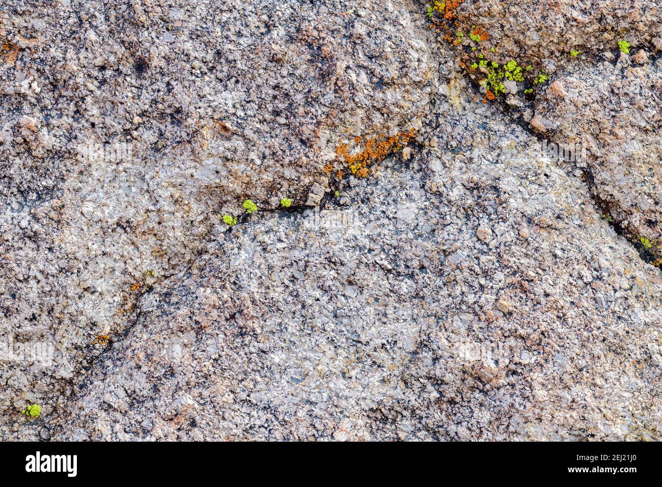 Lichen In The Desert High Resolution Stock Photography and Images - Alamy