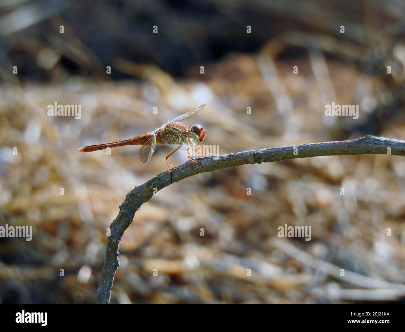 A close-up view of an Anisoptera, a close-up of a dragonfly insect ...