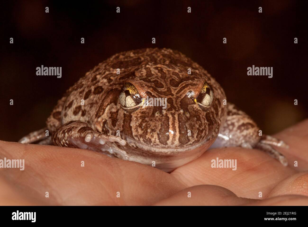 Burrowing frog hi-res stock photography and images - Alamy