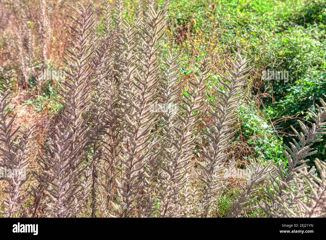 Uncultivated tropical plants . Wilderness nature background Stock Photo ...