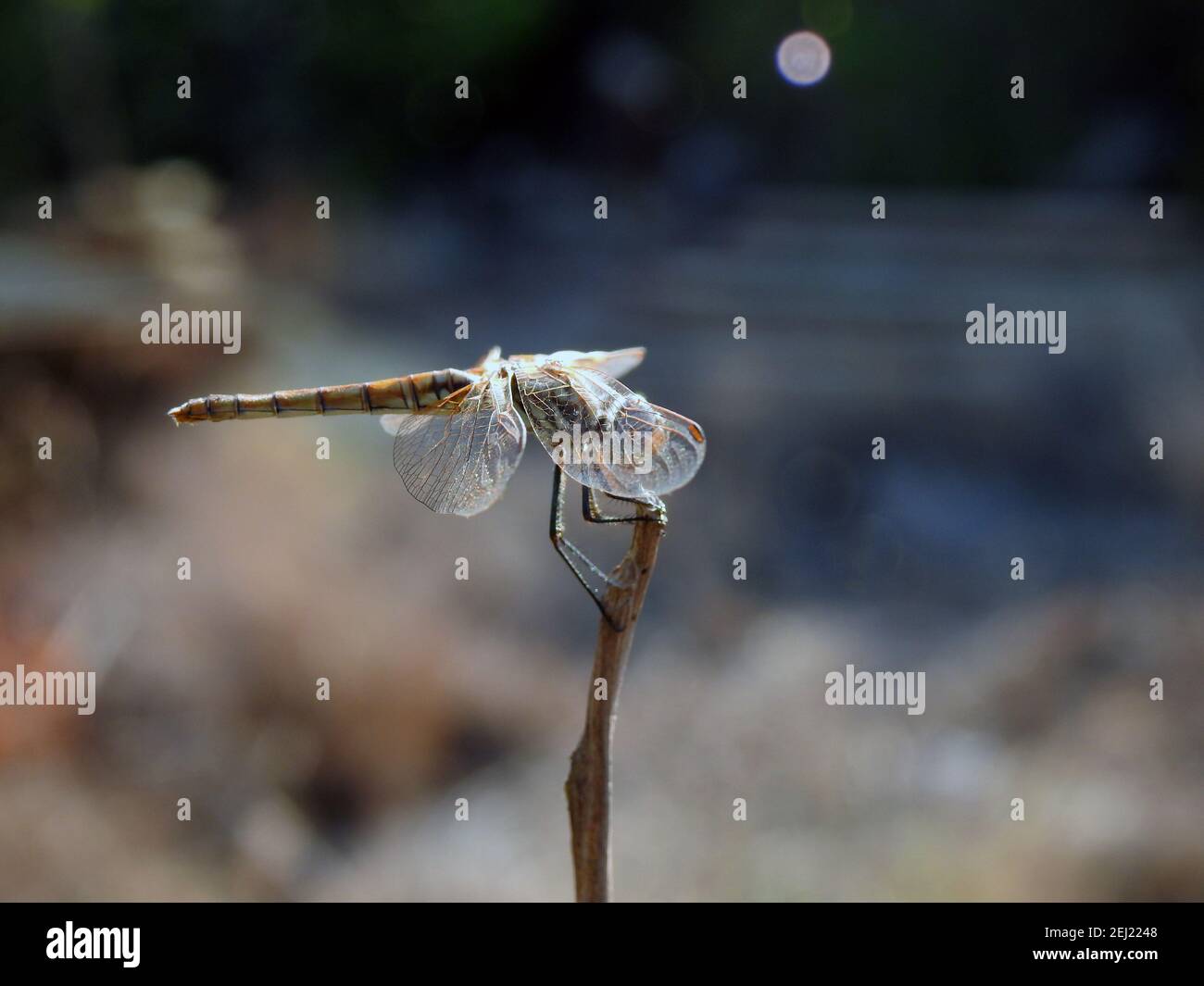 A close-up view of an Anisoptera, a close-up of a dragonfly insect ...