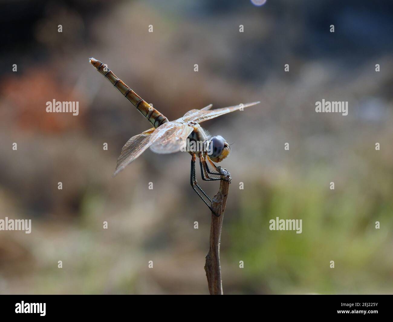 A close-up view of an Anisoptera, a close-up of a dragonfly insect ...