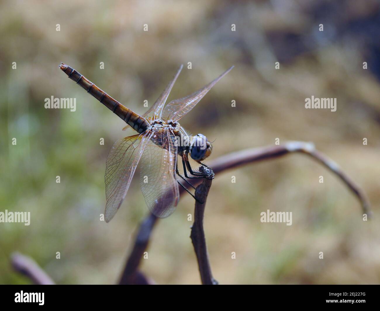 A close-up view of an Anisoptera, a close-up of a dragonfly insect ...
