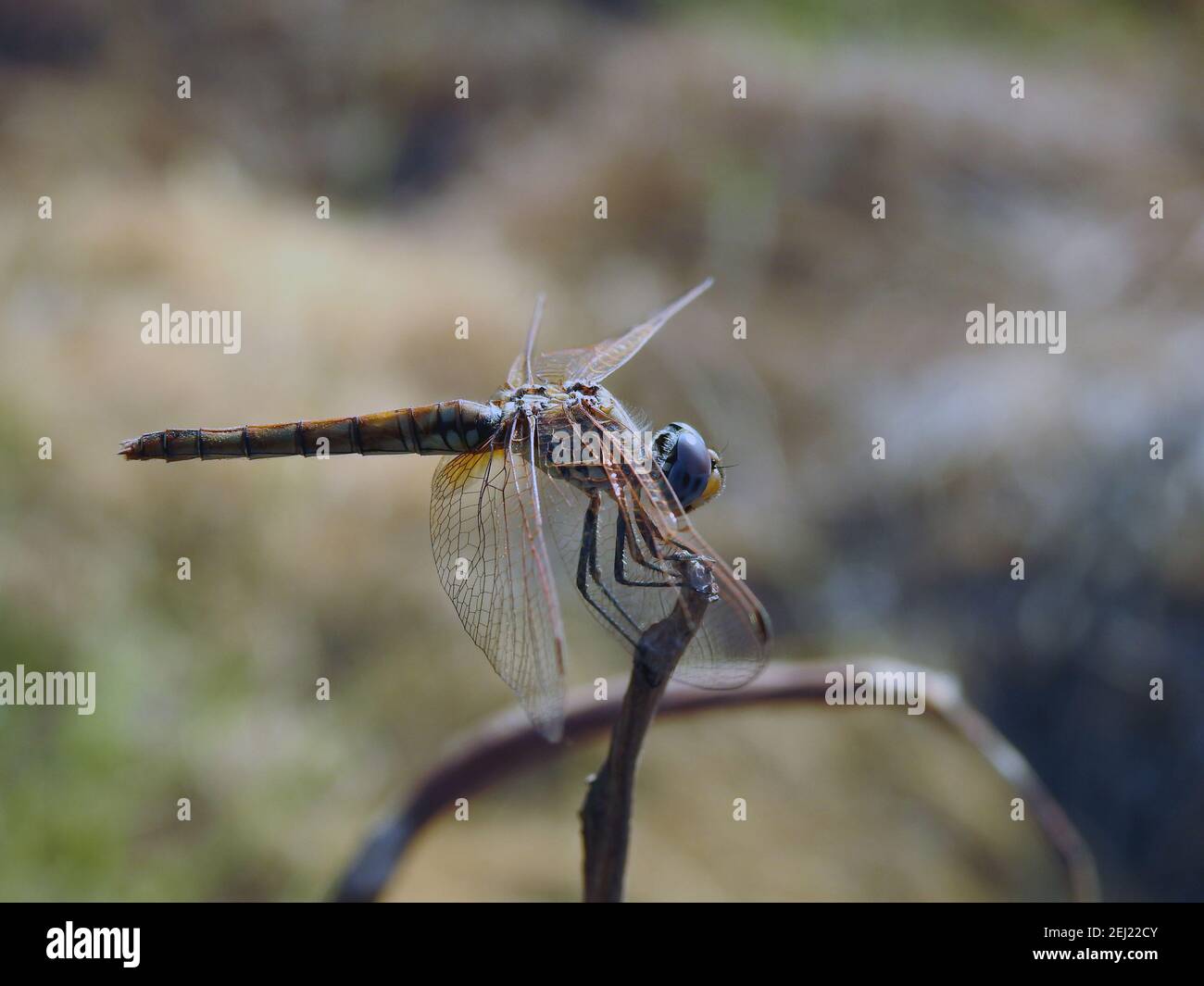 A close-up view of an Anisoptera, a close-up of a dragonfly insect ...