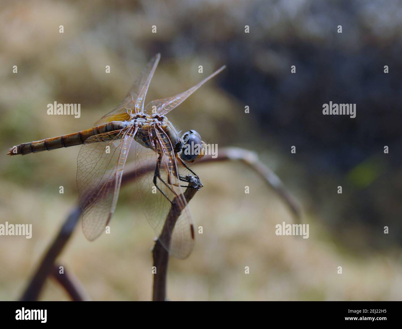 A close-up view of an Anisoptera, a close-up of a dragonfly insect ...