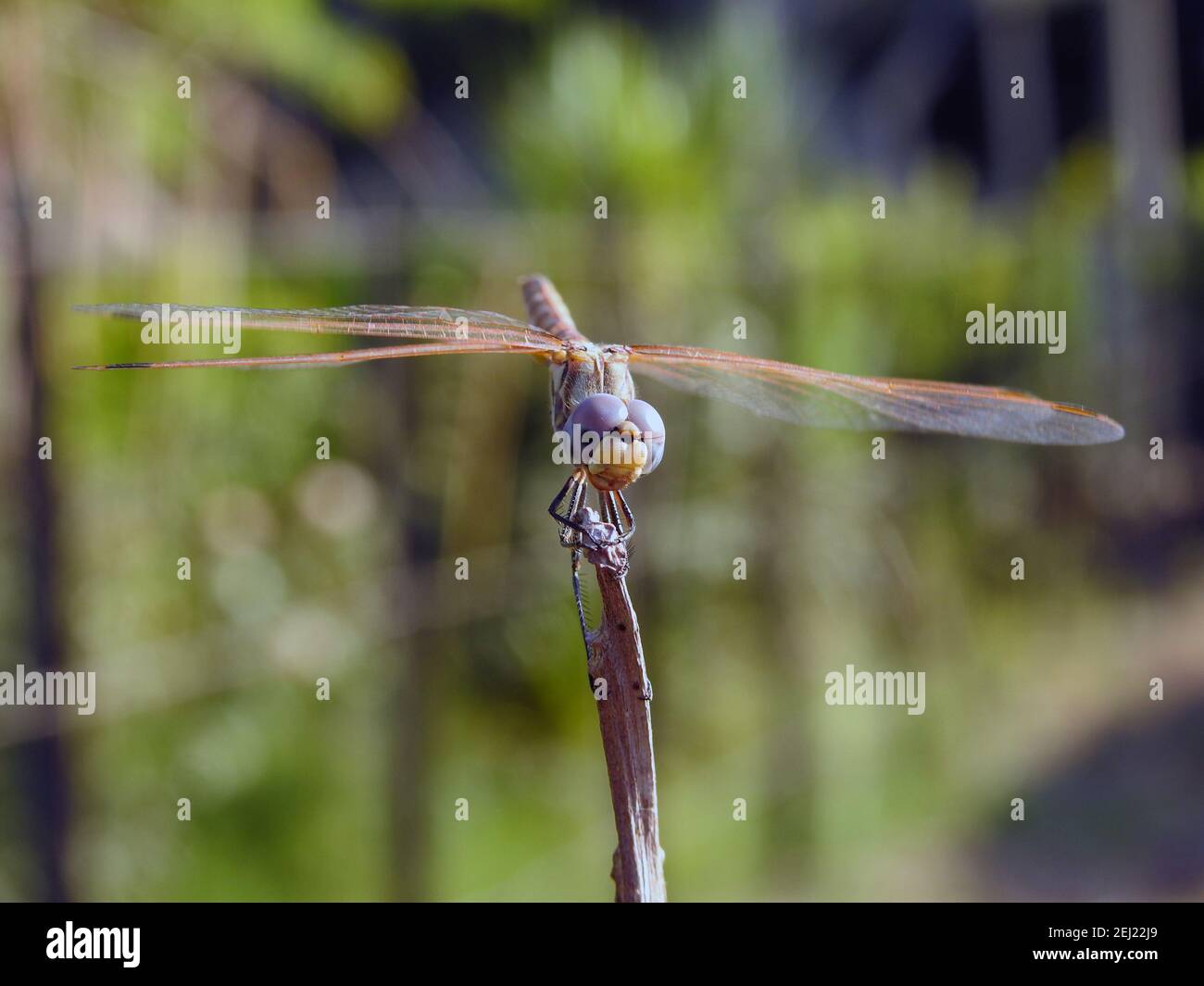 A close-up view of an Anisoptera, a close-up of a dragonfly insect ...