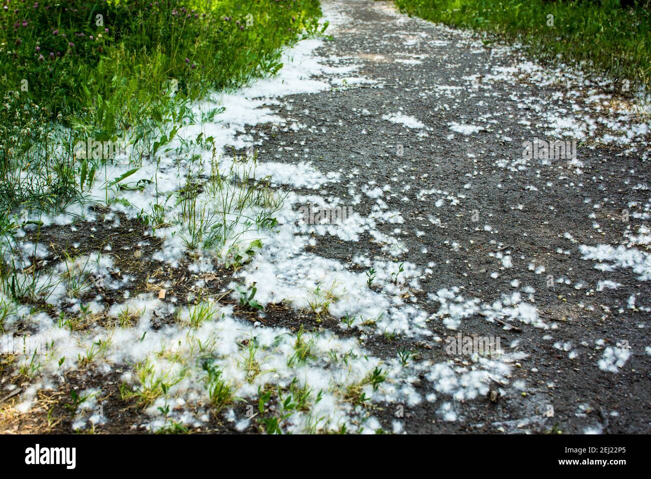 july fluff in the grass Stock Photo - Alamy
