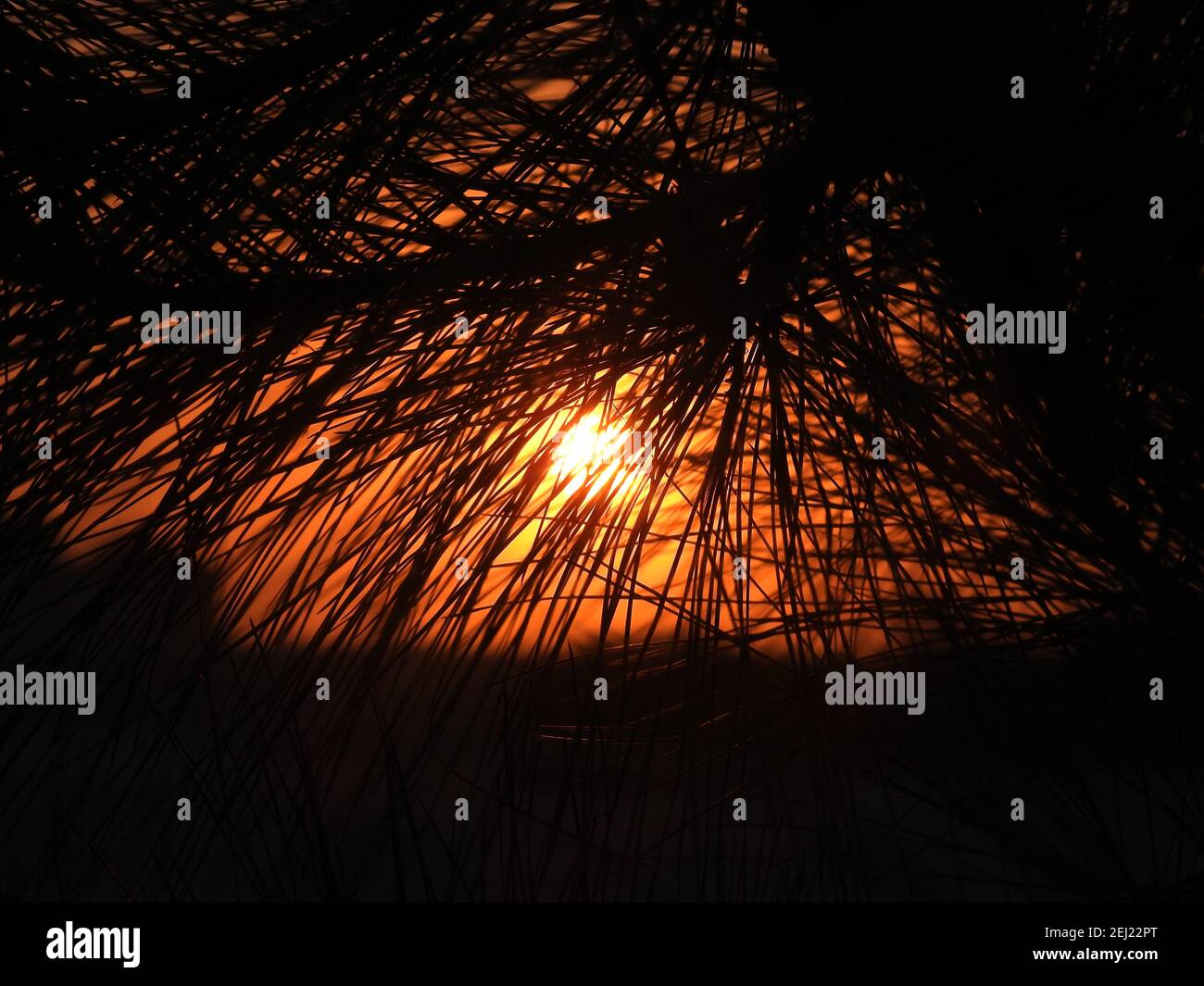 The sunset and tree branches, silhouette photography, At the sunset ...