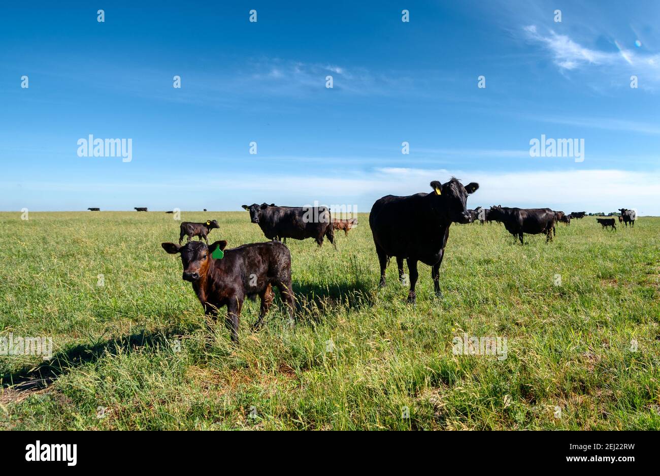 Black angus cow herd hi-res stock photography and images - Alamy