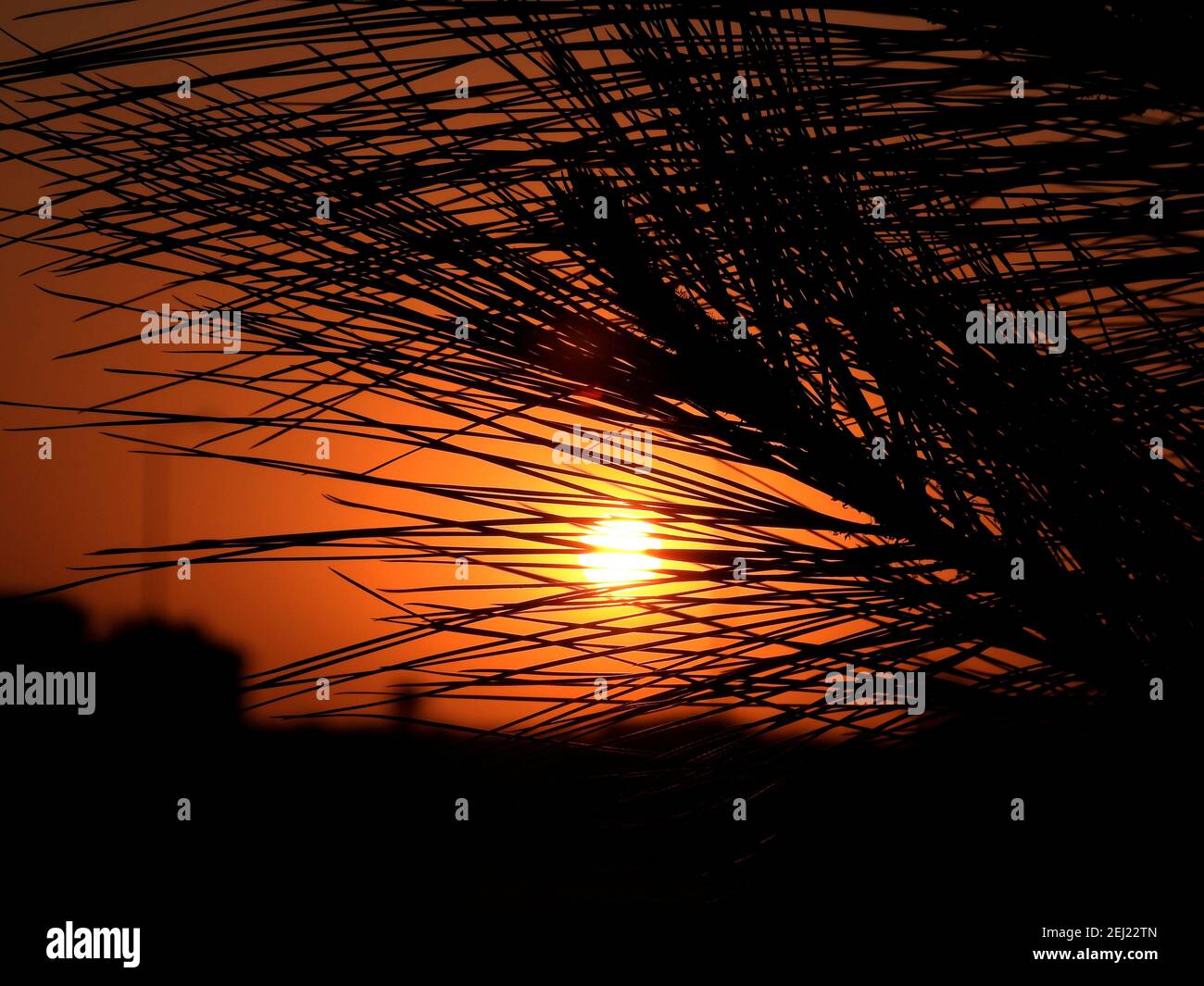 The sunset and tree branches, silhouette photography, At the sunset ...