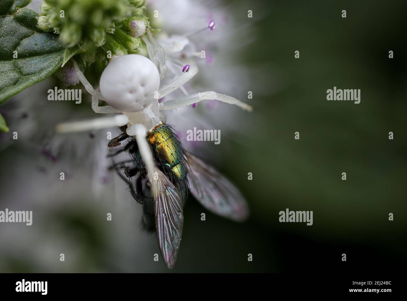 White crab spider with green fly Stock Photo - Alamy