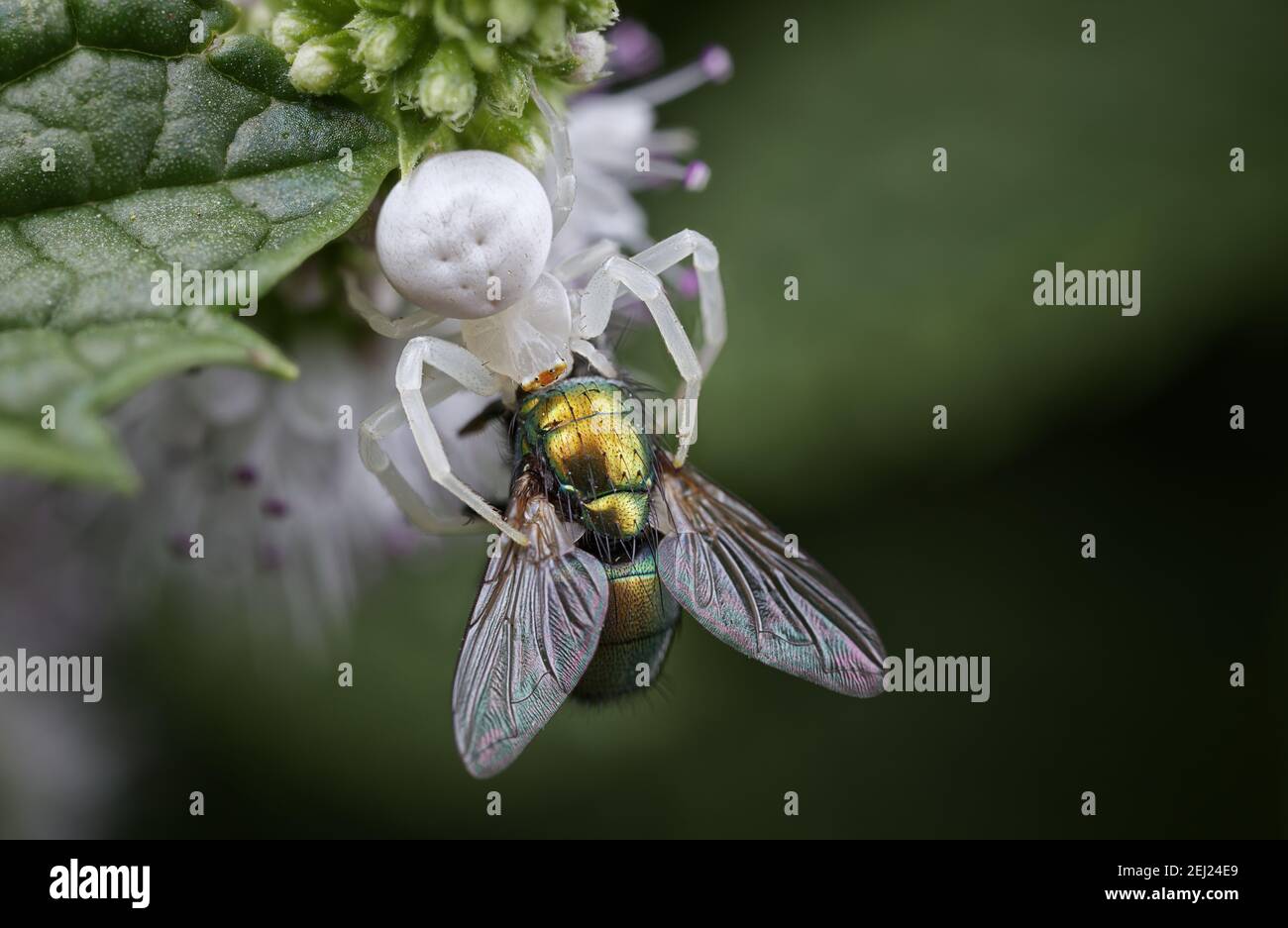 White fly garden hi-res stock photography and images - Alamy