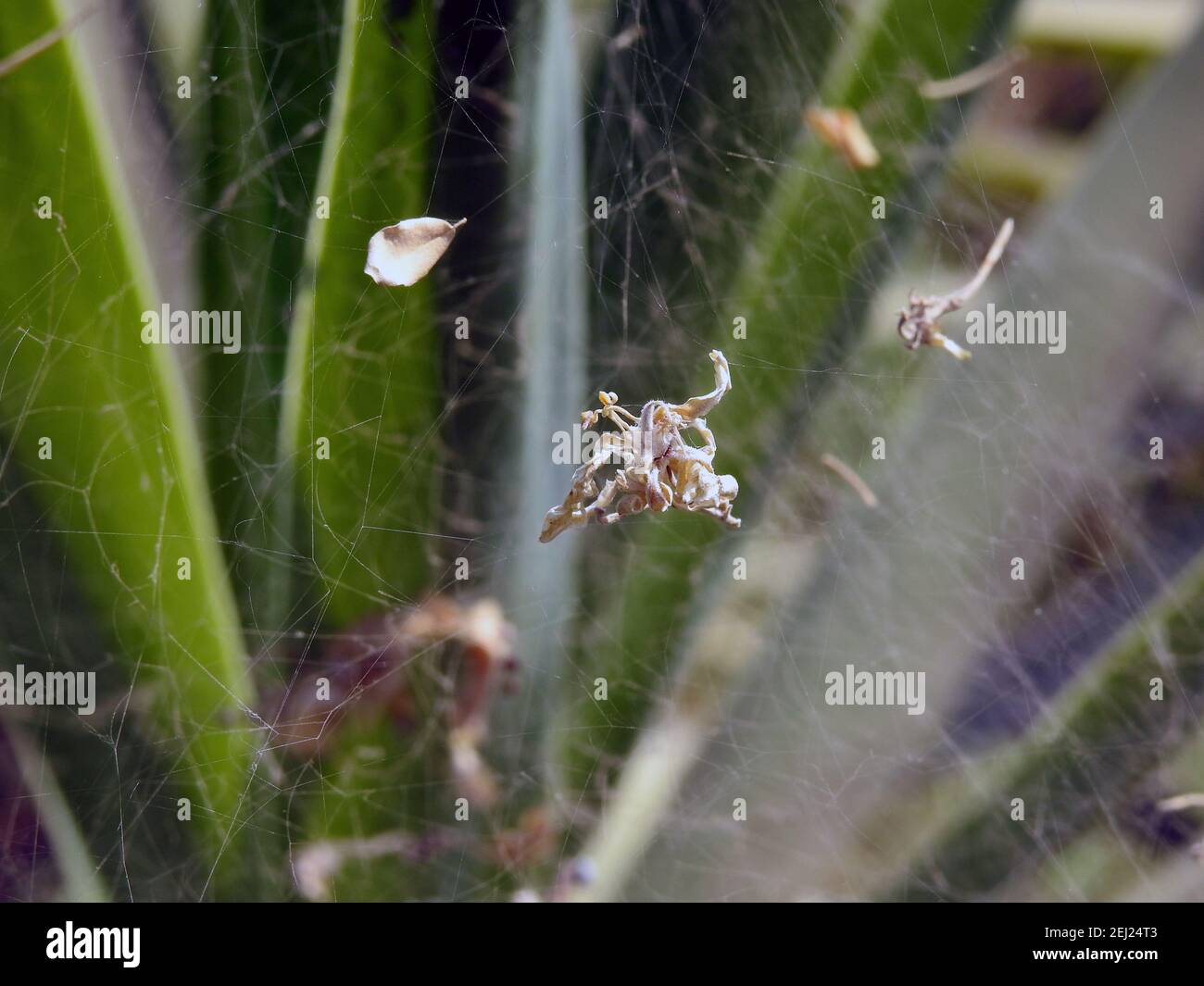 the spider web that exists within a green plant with some leaves and ...