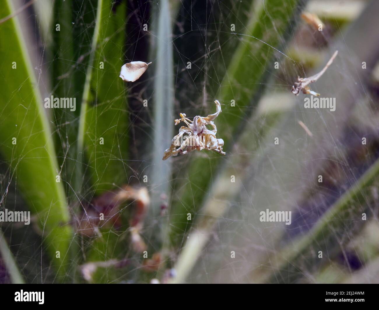 the spider web that exists within a green plant with some leaves and ...