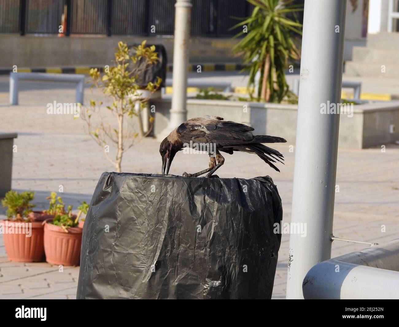 a portrait of a crow outdoor, A hooded crow Corvus cornix, a hoodie , a ...