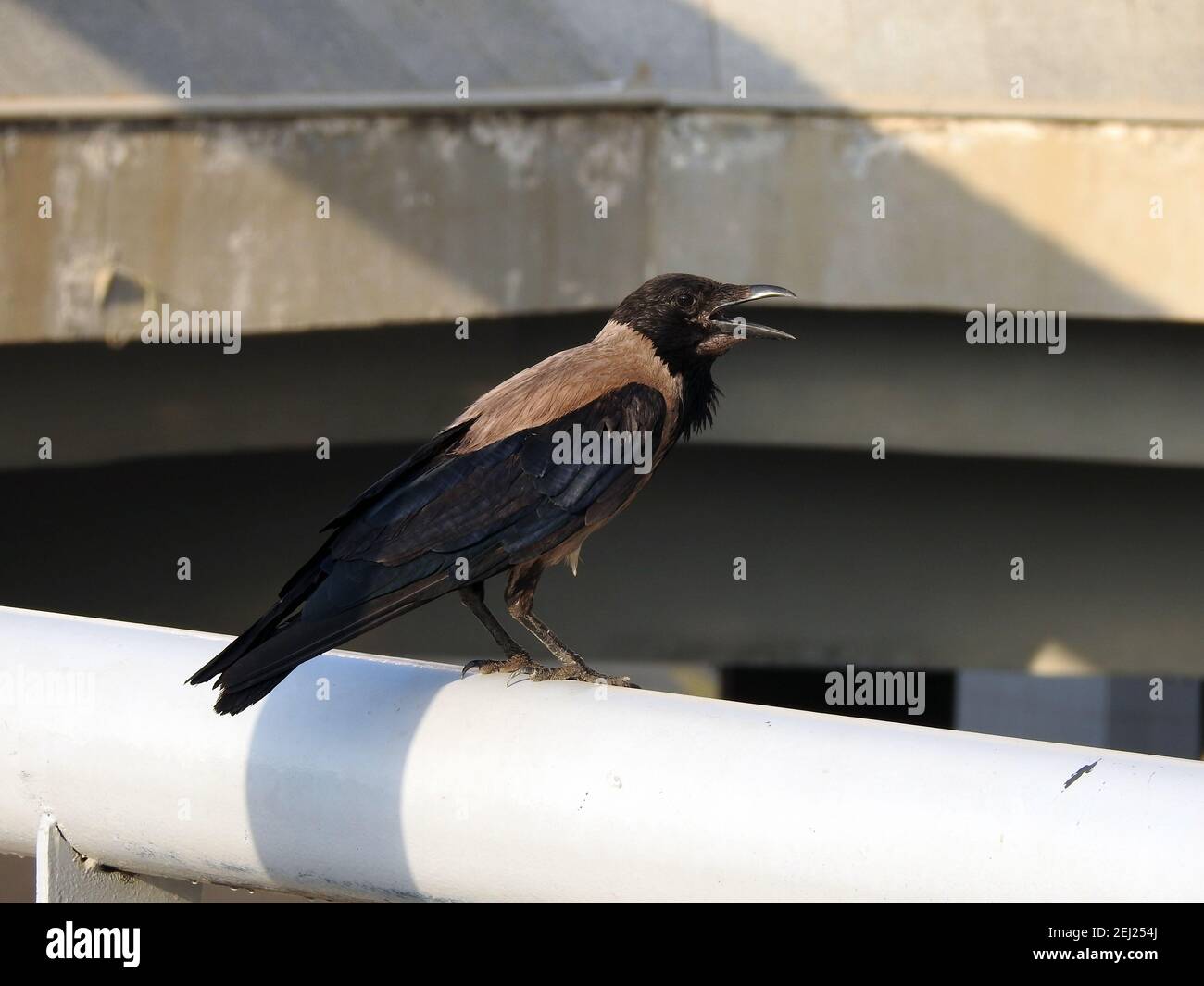 Aves chordata hi-res stock photography and images - Alamy