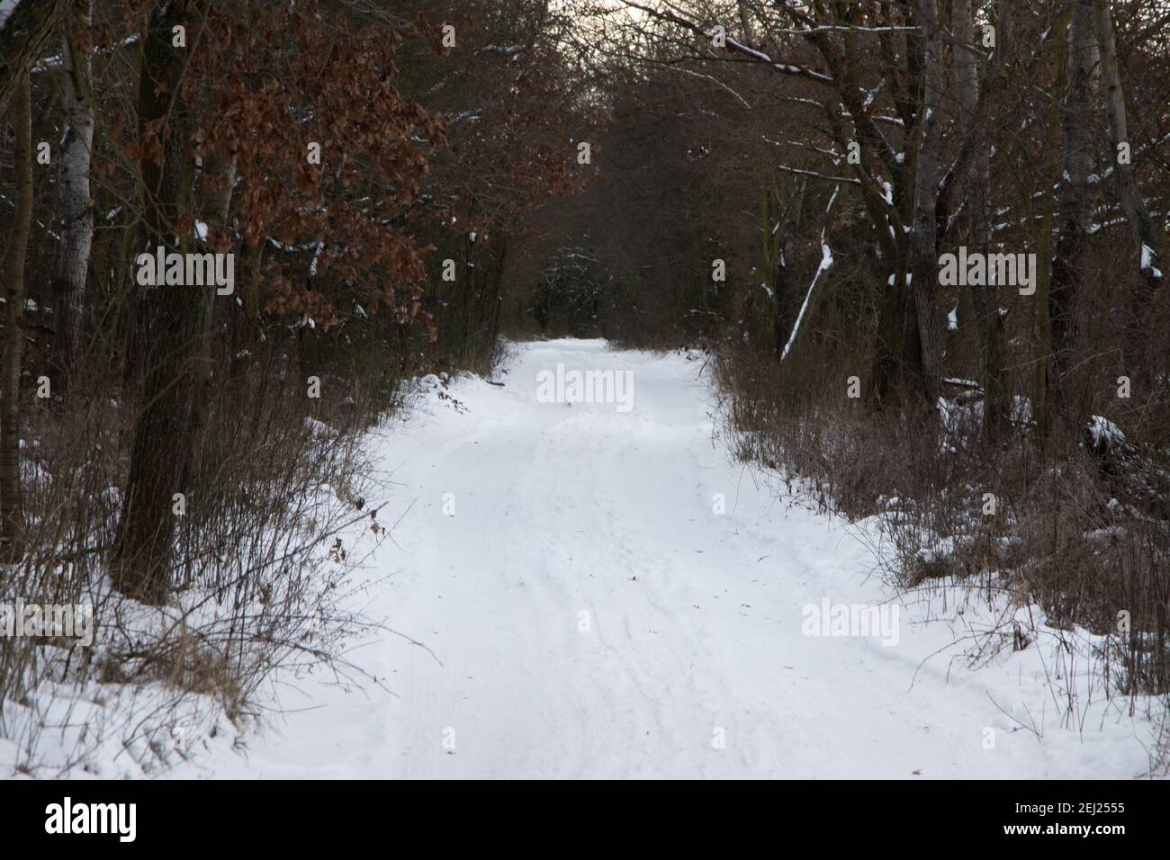 A chilling view of the pathway in the woods in winter Stock Photo - Alamy
