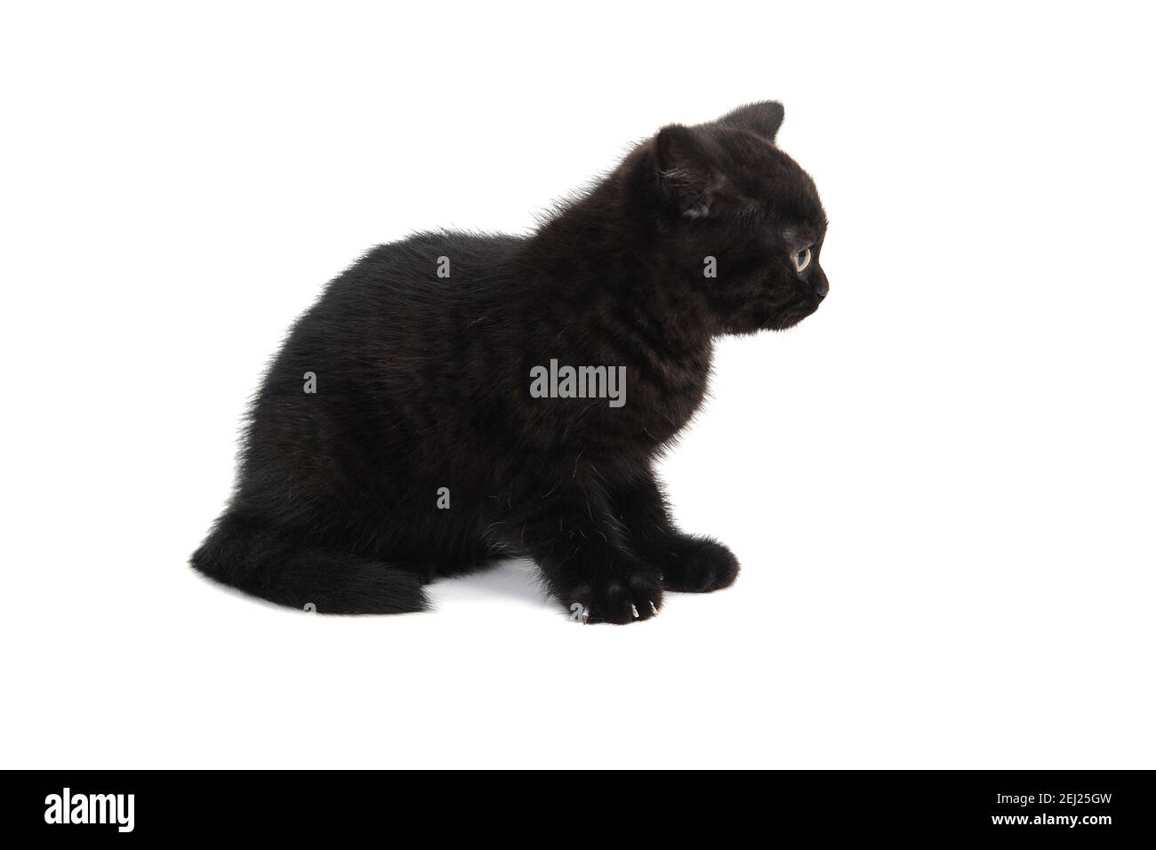 Cute black white baby Cut Out Stock Images & Pictures - Alamy