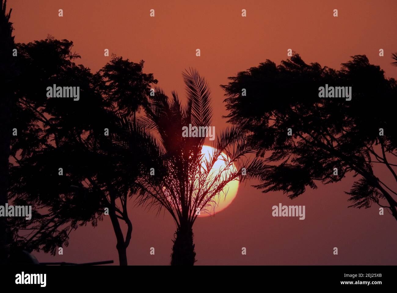 Beautiful sunset with a lovely silhouette trees and palm trees in New ...