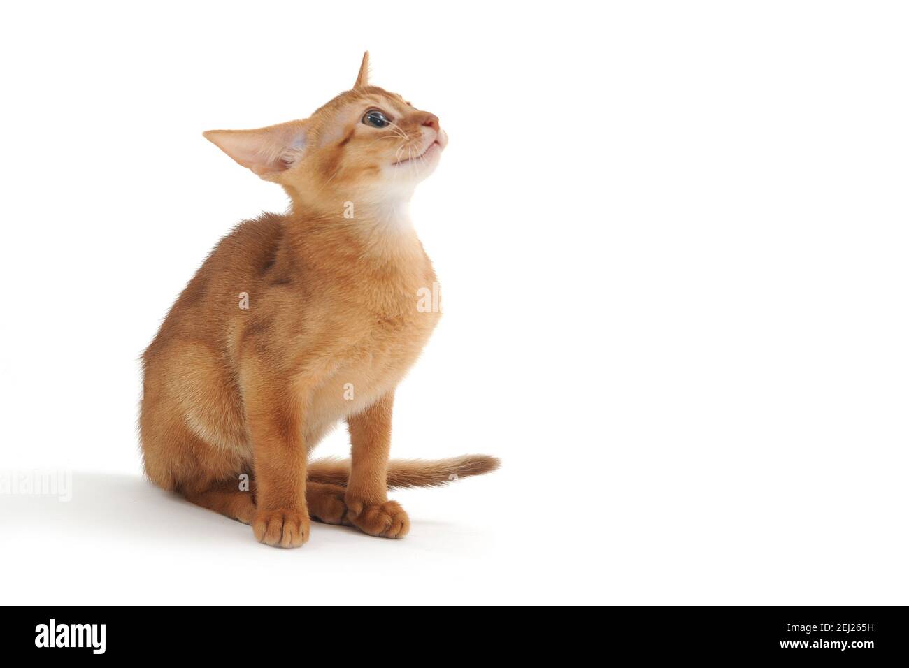 Abyssinian ginger cat sits on a white background Stock Photo - Alamy