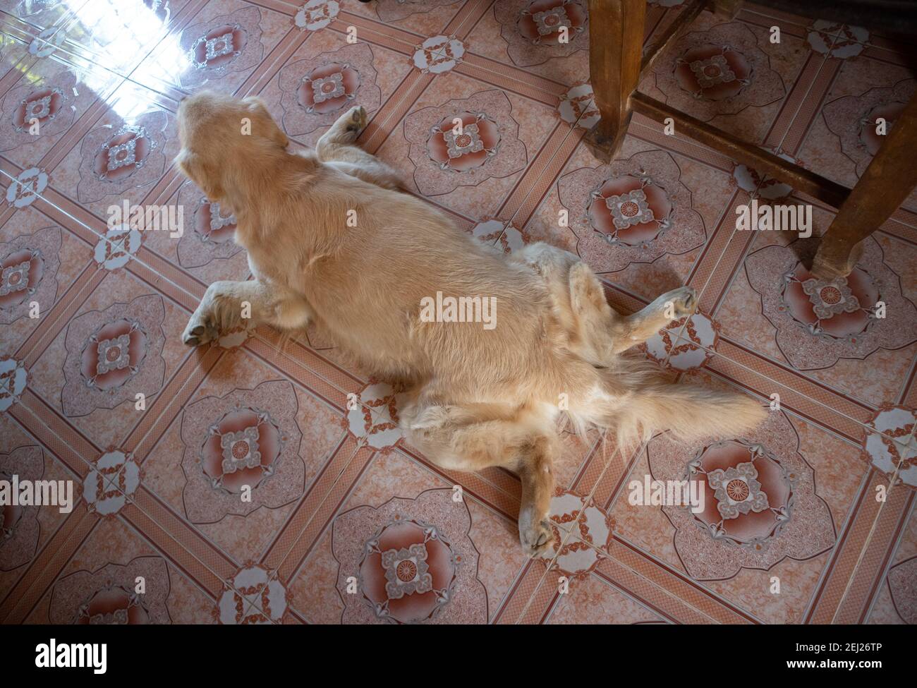 Golden retriever stretching hi-res stock photography and images - Alamy