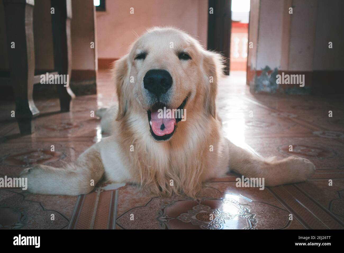 Funny Golden Retriever dog laying down stretched out Stock Photo - Alamy