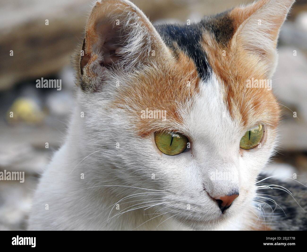 Cairo spots hi-res stock photography and images - Alamy