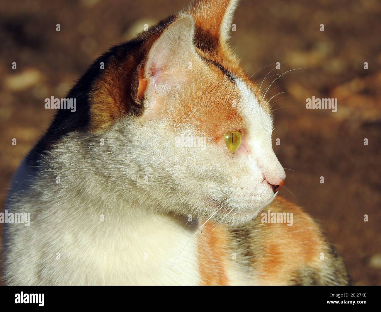 Cairo spots hi-res stock photography and images - Alamy