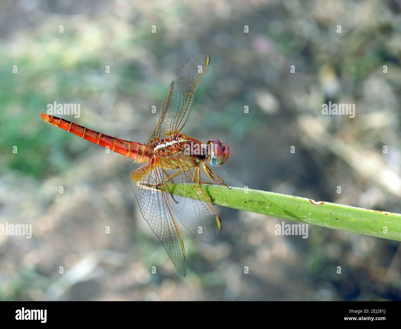 A close-up view of an Anisoptera, a close-up of a dragonfly insect ...
