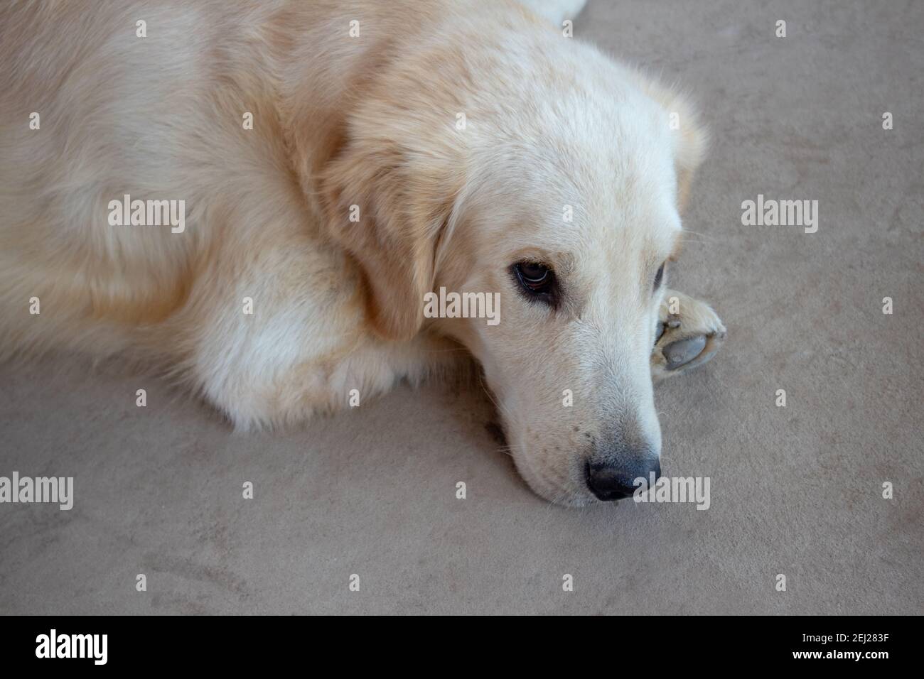 Sad golden retriever hi-res stock photography and images - Alamy